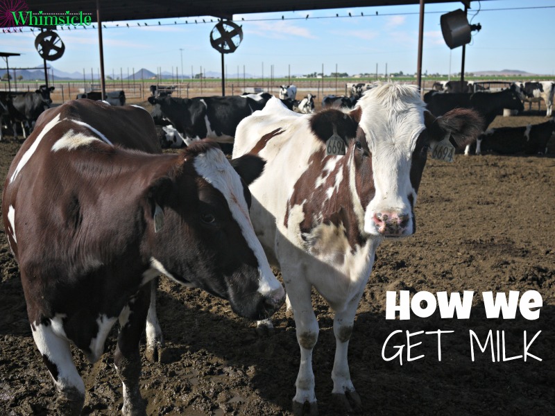 SNICKERS® Crisper Puppy Chow - No Guilt Mom